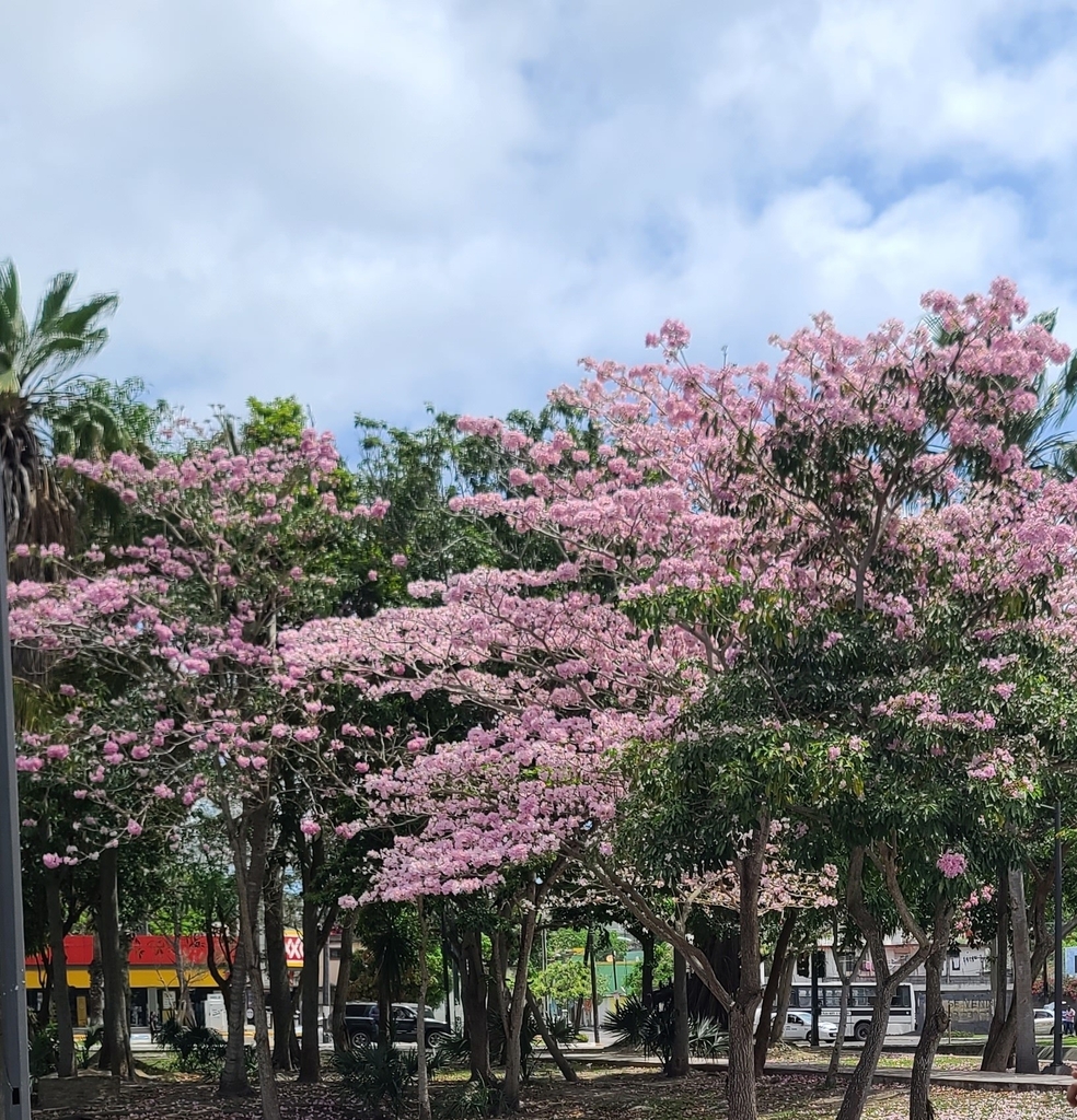 Pink poui from Obrera, Tampico, Tamps., México on April 14, 2023 at 10: ...