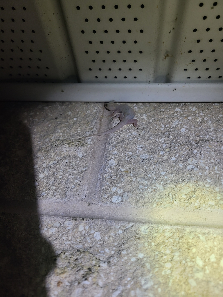 Tropical House Gecko in April 2023 by Jonathan Adamski · iNaturalist