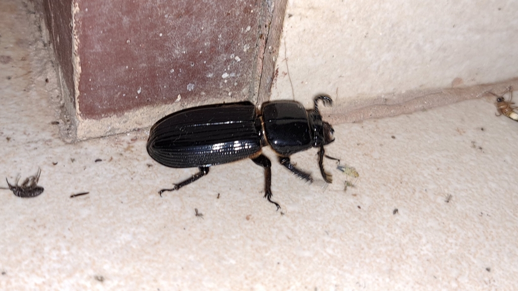 Bess Beetles from 2X5Q+X92, Riberalta, Bolivia on April 13, 2023 at 11: ...