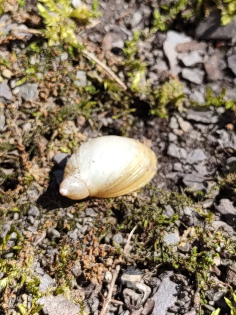 Amber Snails from Castleton, VT, USA on April 14, 2023 at 02:00 PM by S ...