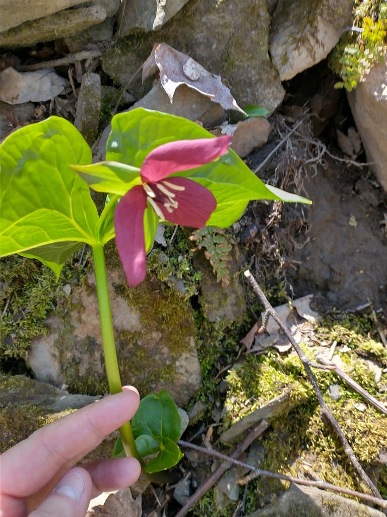 red trillium from Hadley, MA, USA on April 14, 2023 at 12:10 PM by ...