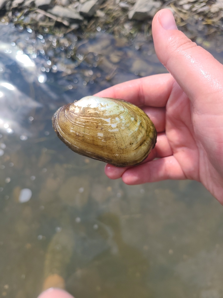 Fatmucket from Batavia on April 14, 2023 at 03:32 PM by Erin Talley ...