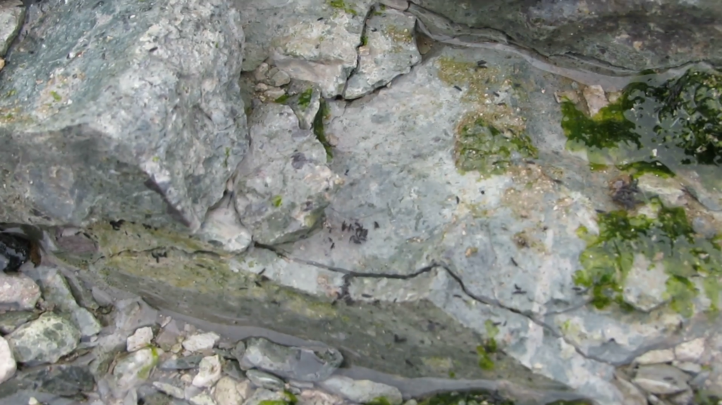 Antarctic Midge from Danco Island, Antarctica on December 21, 2017 at ...