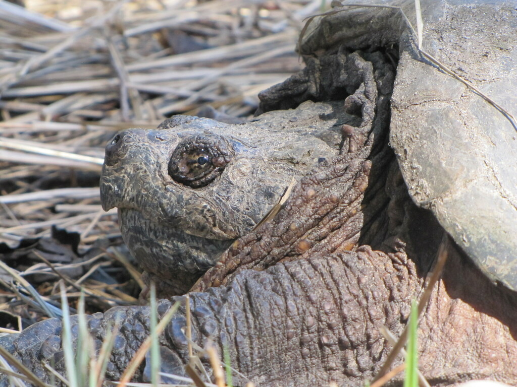 Common Snapping Turtle from Lunenburg, NS, Canada on April 12, 2023 at ...