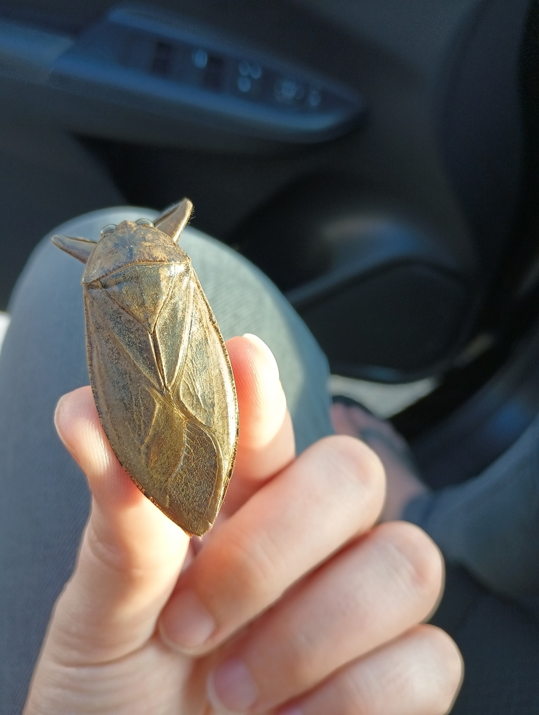 American Giant Water Bug from Ayer, MA 01434, USA on April 14, 2023 at ...