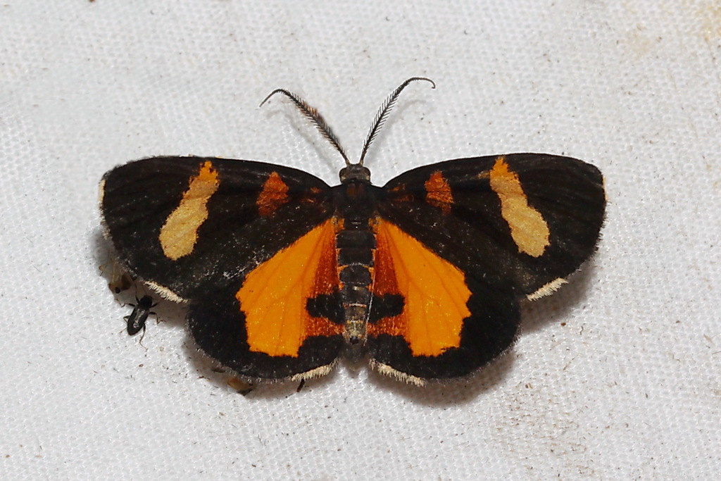 Ctimene from Lockhart QLD 4892, Australia on February 9, 2021 at 10:33 ...