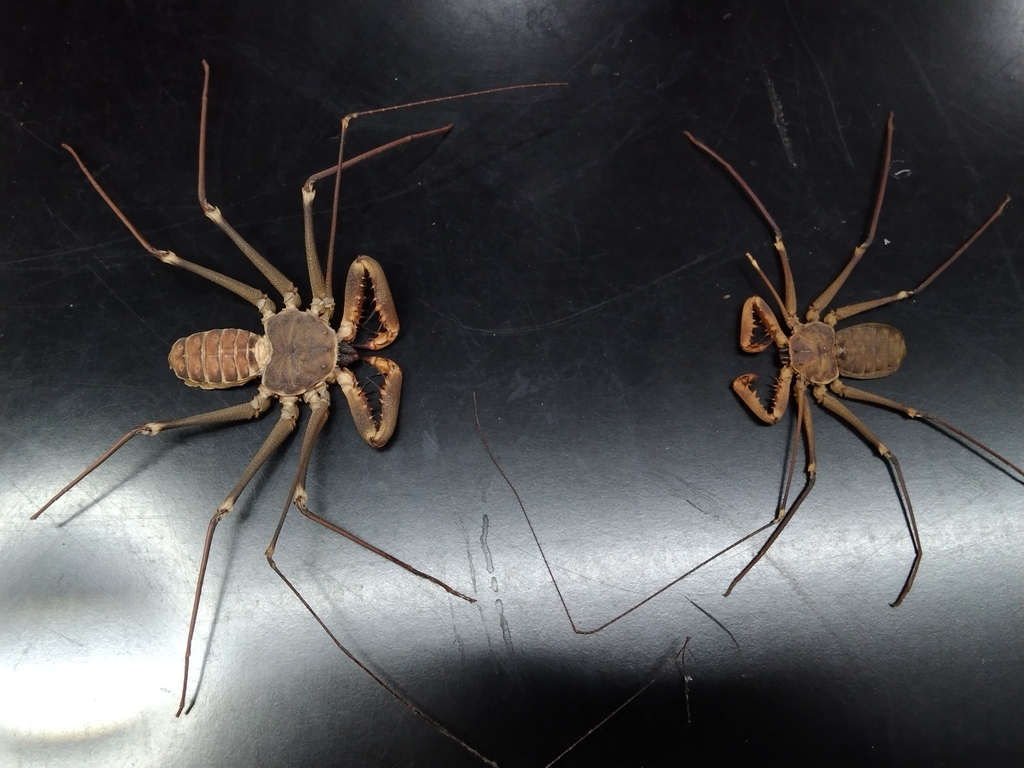 Acanthophrynus coronatus from Real de Minas, 99080 Fresnillo, Zac ...