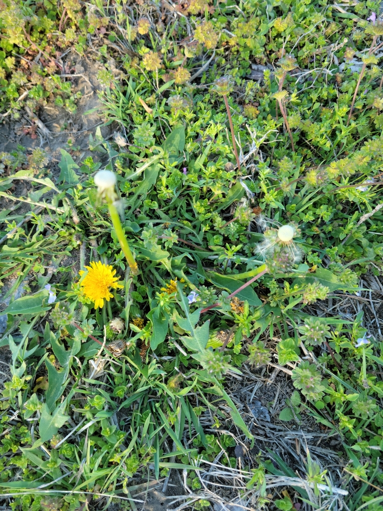 dandelions from Shawnee, KS 66226, USA on April 14, 2023 at 06:35 PM by ...