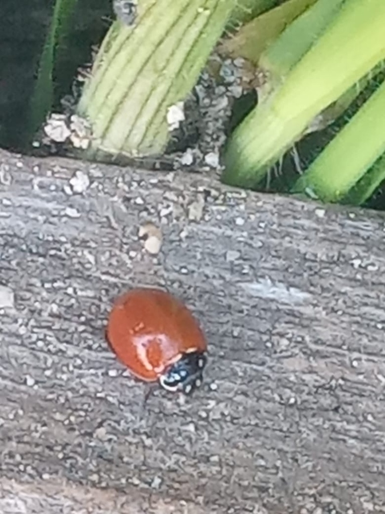 Spotless Lady Beetle from Avenida Alejandro Dumas, Tijuana, Baja ...