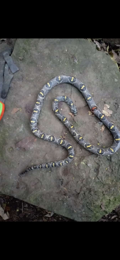 Mandarin Ratsnake from RW8P+2G3, Khoyathong, Thangmeiband, Imphal ...