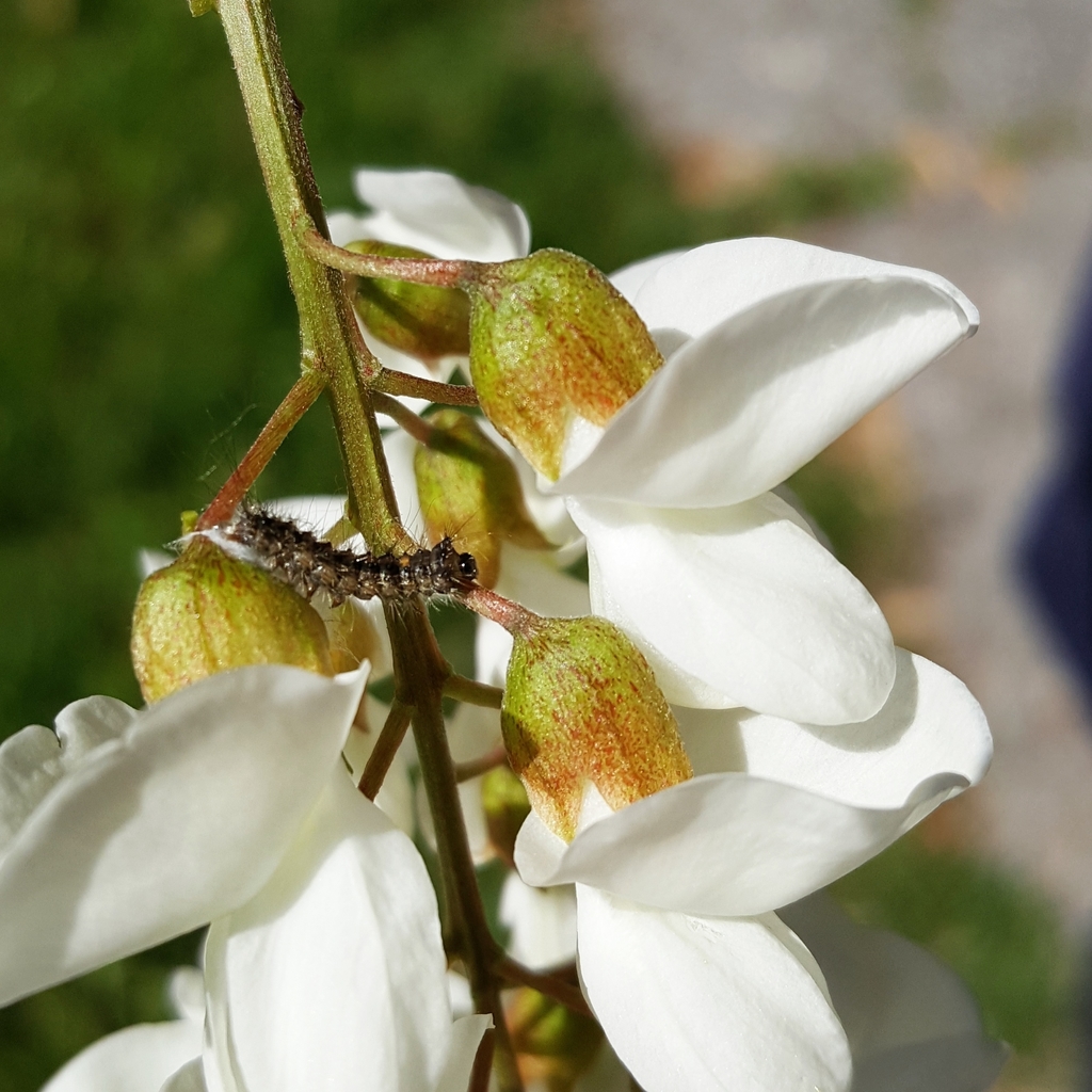 Butterflies and Moths from 35 Elgin St, Markham, ON L3T 1W5, Canada by Jiale Xie · iNaturalist
