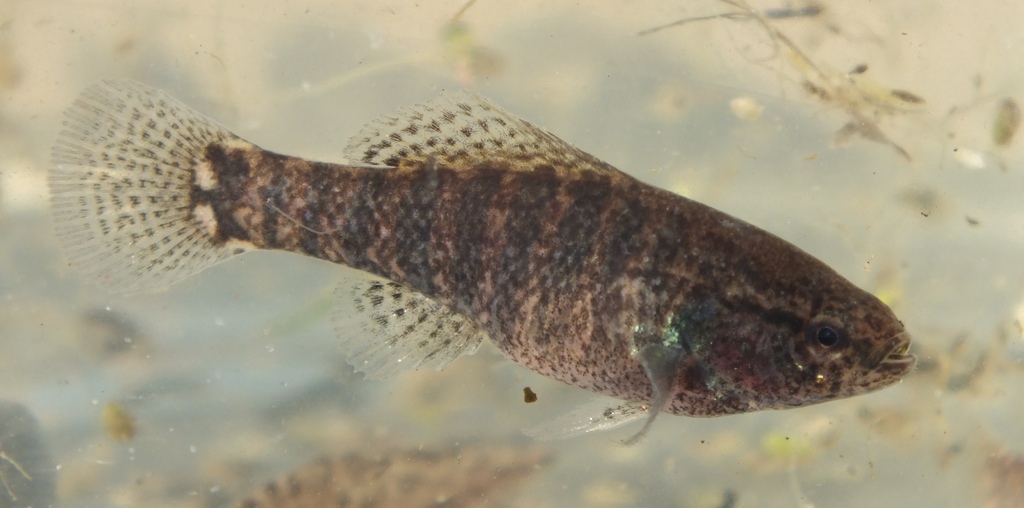 Banded Sunfish Costume