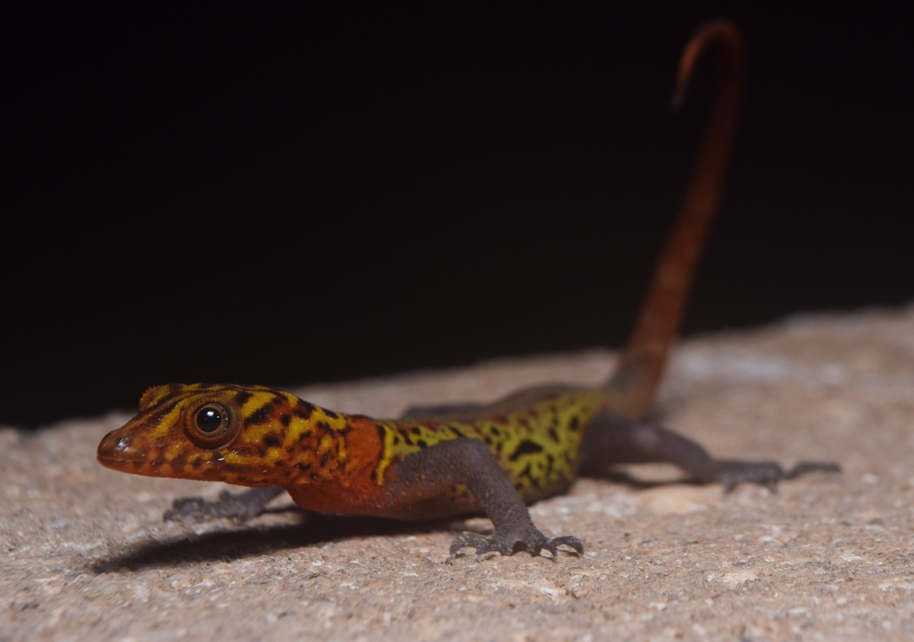 Brilliant South American Gecko from Blanchisseuse Rd, Trinidad and ...