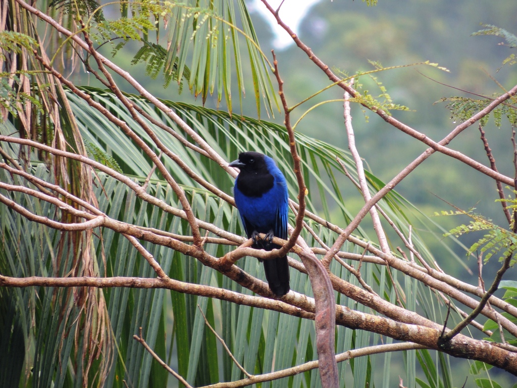 Azure Jay in August 2013 by Felipe Moreli Fantacini · iNaturalist