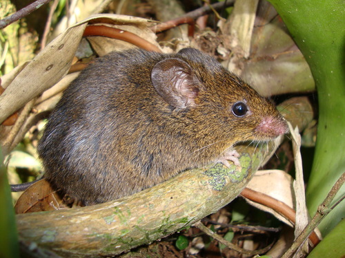 Ratón selvático (Akodon montensis) · iNaturalist Mexico