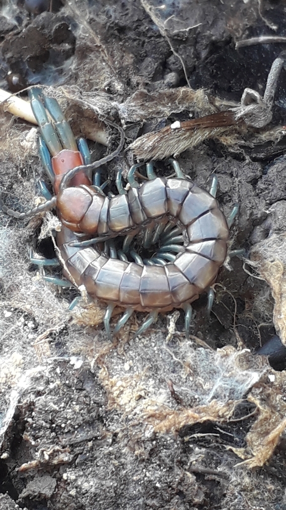 Mediterranean Banded Centipede from Baniyas, SY-TA, SY on April 15 ...