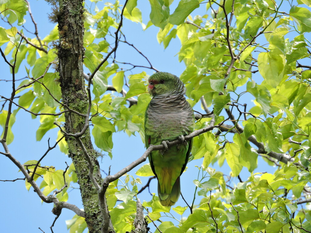 Vinaceous-breasted Parrot in September 2016 by Felipe Moreli Fantacini ...