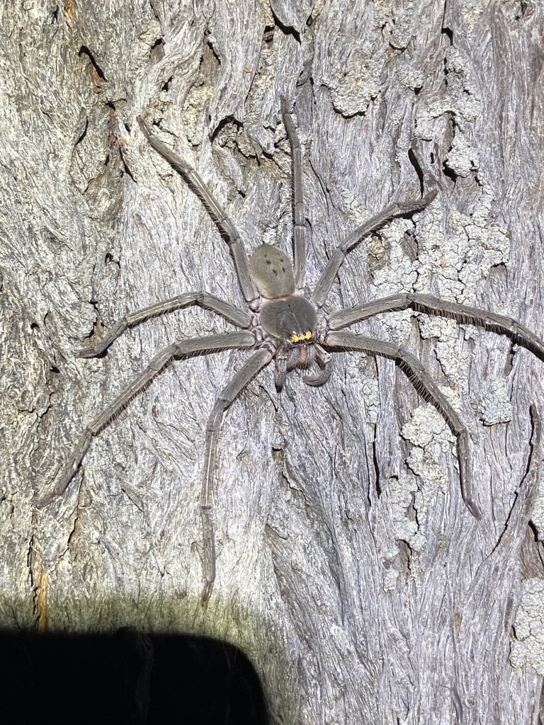 Green-bellied Huntsman Spider in April 2023 by Joseph P · iNaturalist