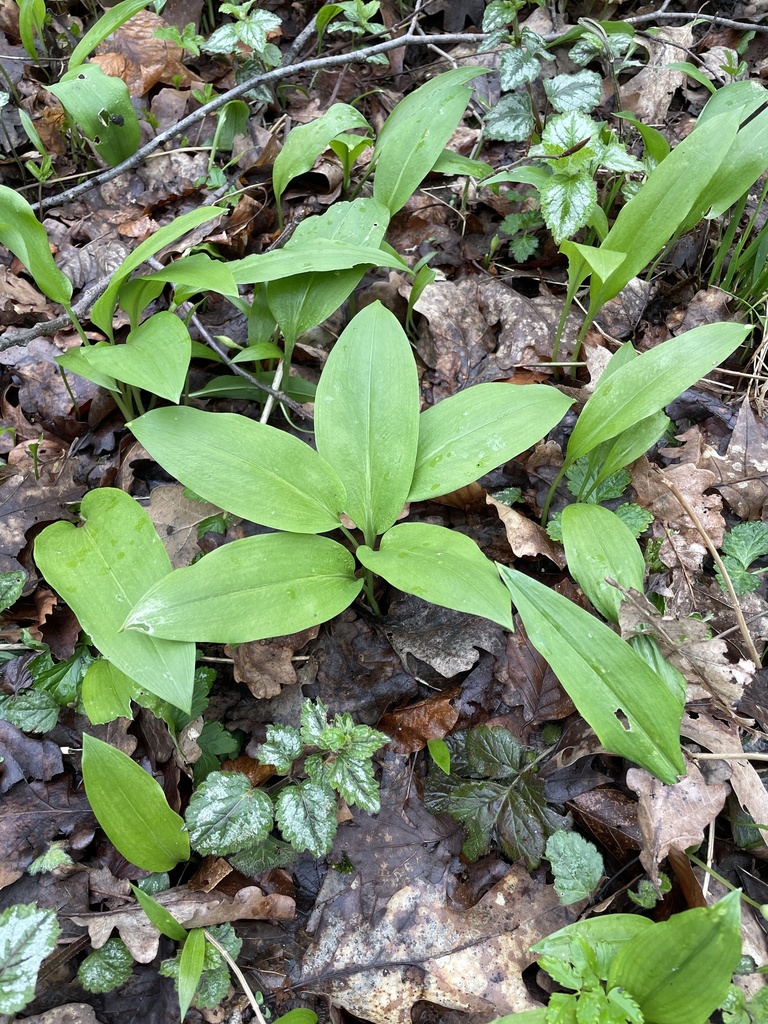 Ramsons from Kreuzlinger Forst, Gauting, Bayern, DE on April 15, 2023 ...