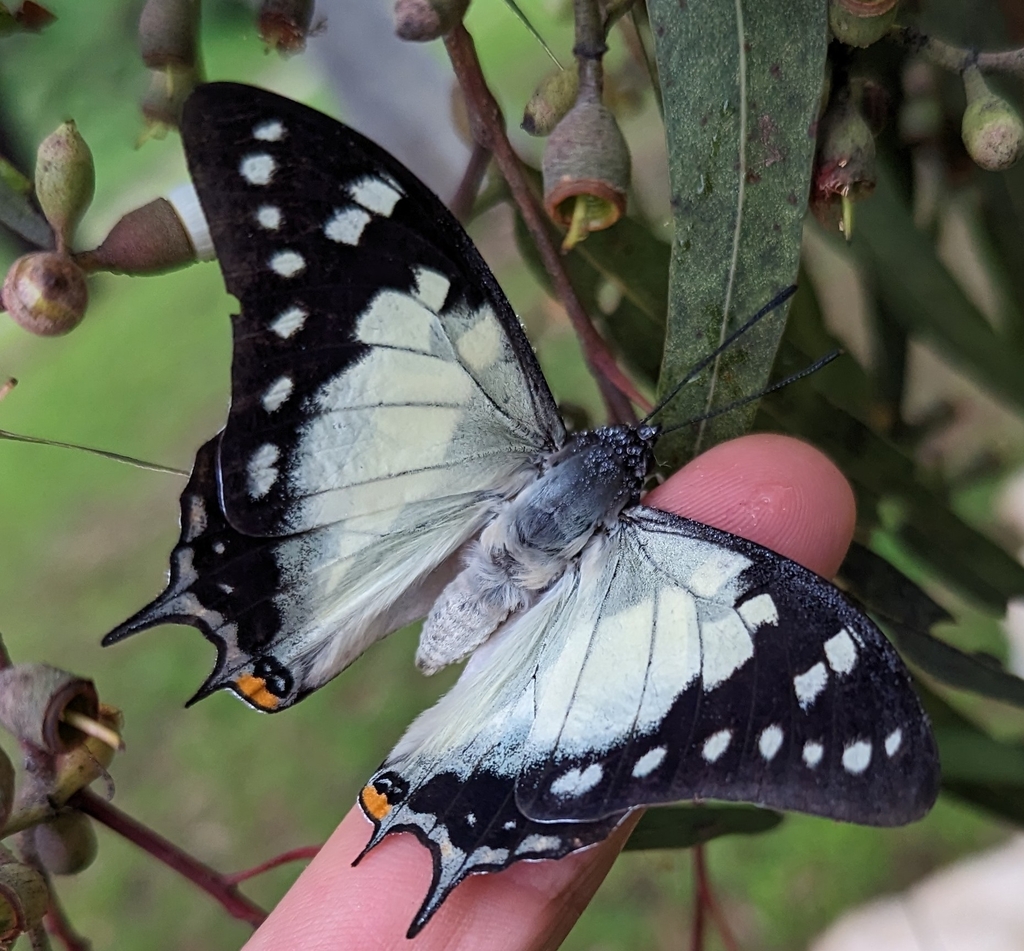 Tailed Emperor from Greensborough VIC 3088, Australia on April 14, 2023 ...