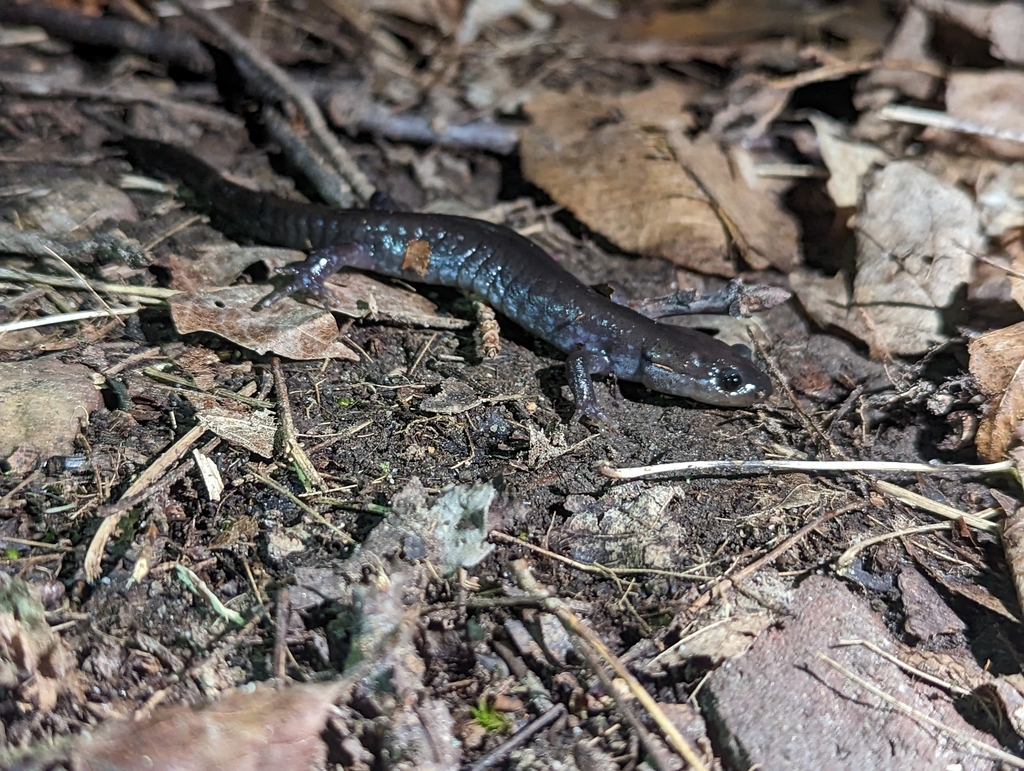 Unisexual Mole Salamander from Henrietta, NY 14467, USA on April 15 ...