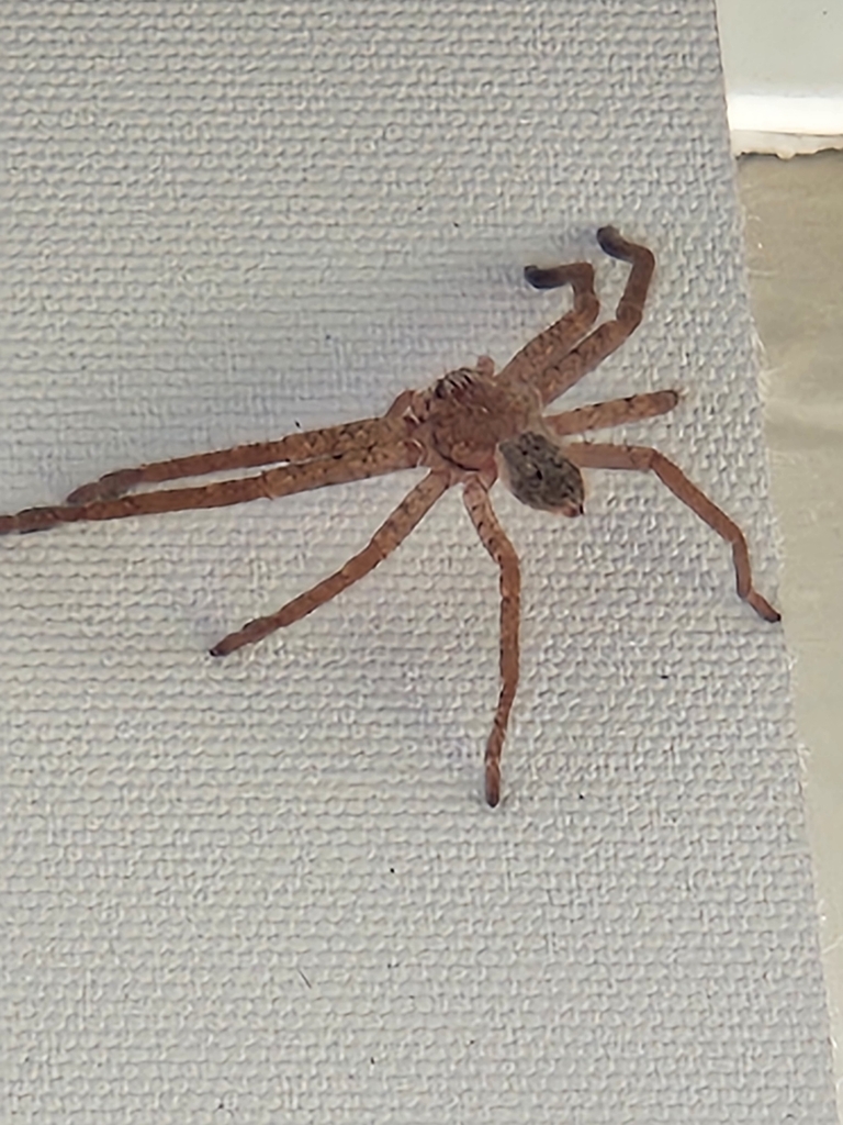 Isopeda brachyseta from Cooma-Monaro, AU-NS, AU on April 15, 2023 at 10 ...