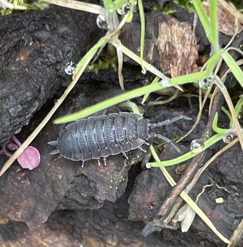 Common Rough Woodlouse from Fryent Country Park, Wembley, England, GB ...