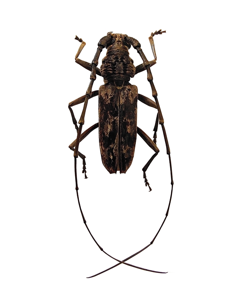 Trirachys indutus from Mati City on April 12, 2023 at 09:24 AM by Ma ...