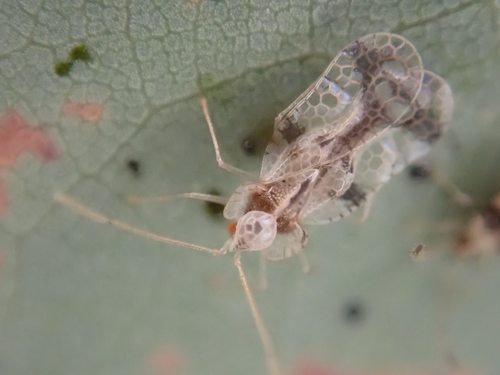 Stephanitis laudata · iNaturalist