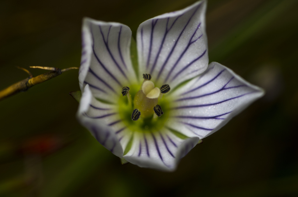 Mueller’s Snow-gentian from Rubicon VIC 3712, Australia on April 11 ...