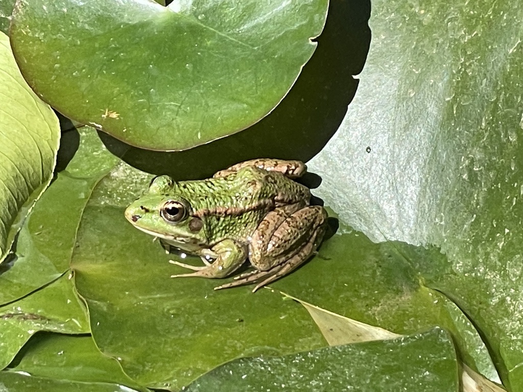 Sahara Frog from Jardin Majorelle, Marrakech, Marrakech-Safi, MA on ...