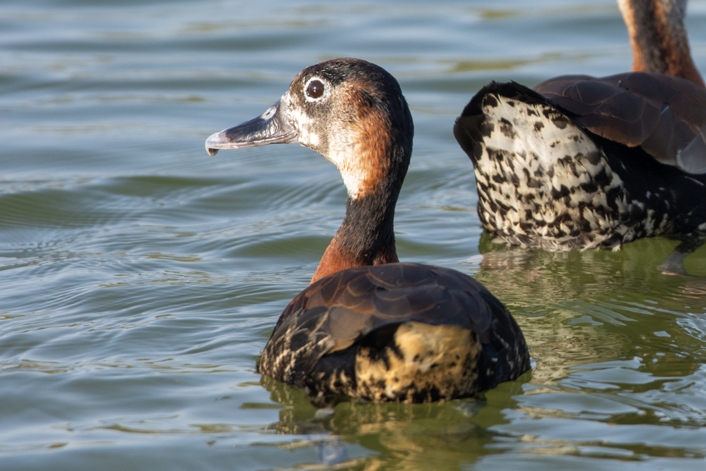 White-faced Whistling-Duck from Dubai - United Arab Emirates on April ...