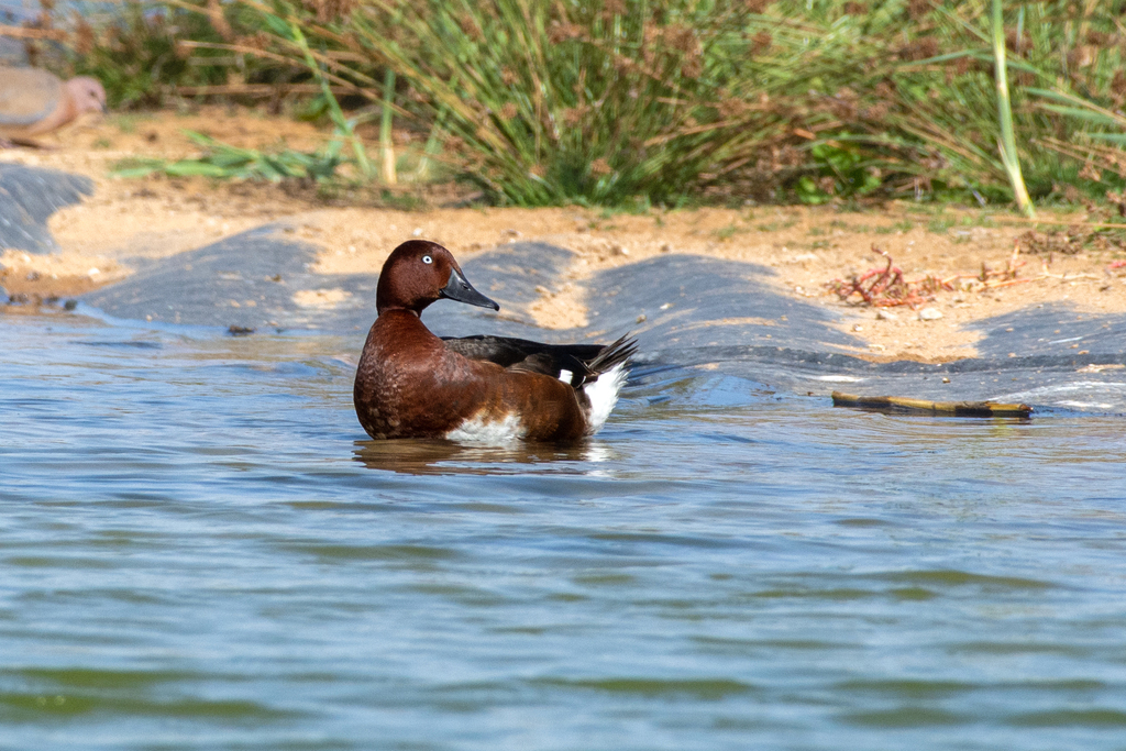 Ferruginous Duck in April 2023 by kingmaphotos. Ferruginous duck ...