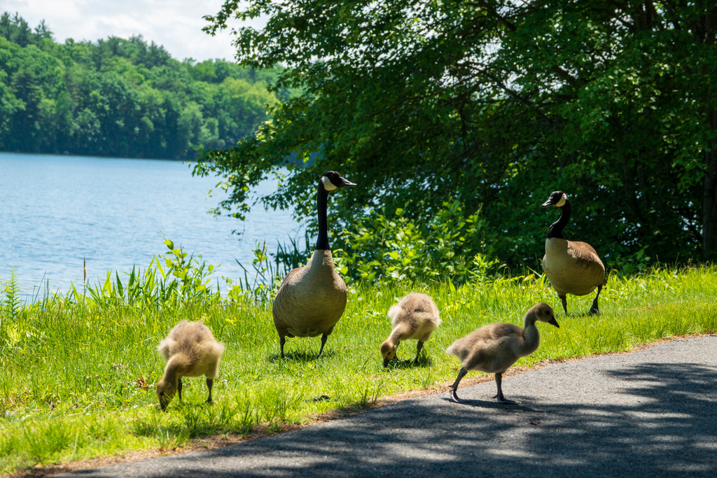 Canada Goose from Ludlow, MA, USA on June 03, 2022 at 12:14 PM by ...