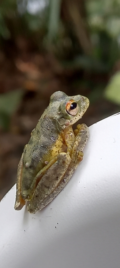 Small-eared Tree Frog from 79927 S.L.P., México on April 14, 2023 at 04:04 PM by Obed Zumaya ...