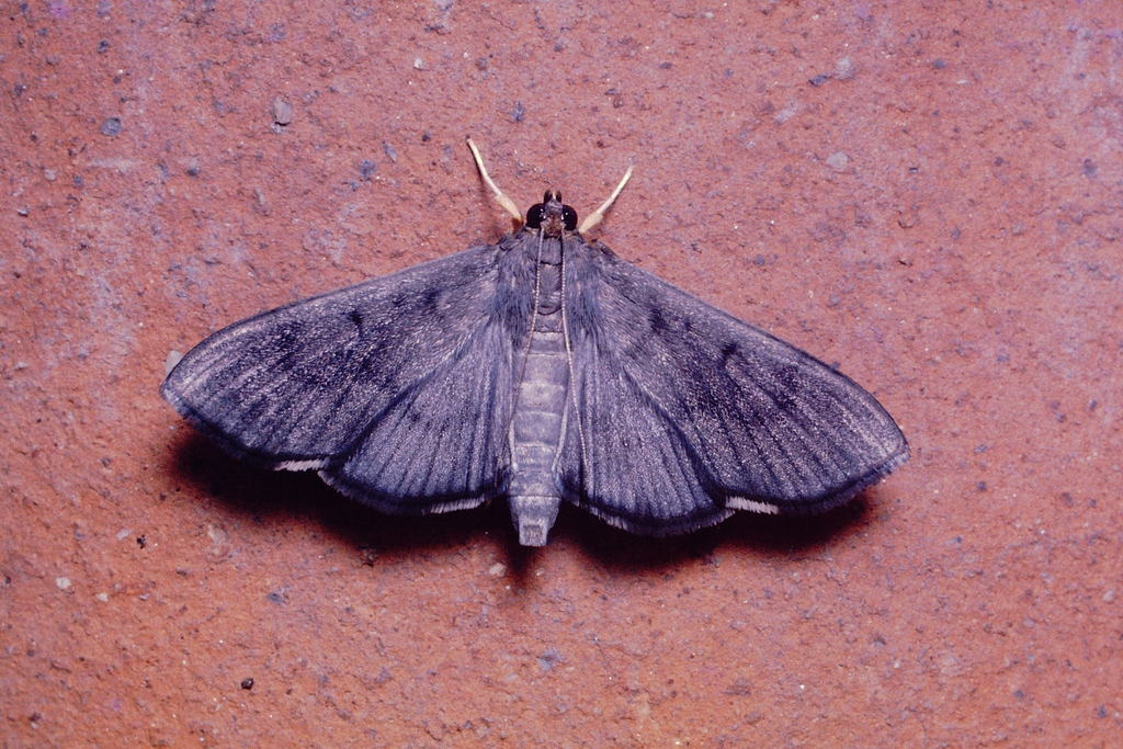 Pyrausta fuliginata from 대한민국 경기도 고양시 덕양구 on April 21, 1998 by Taewoo ...