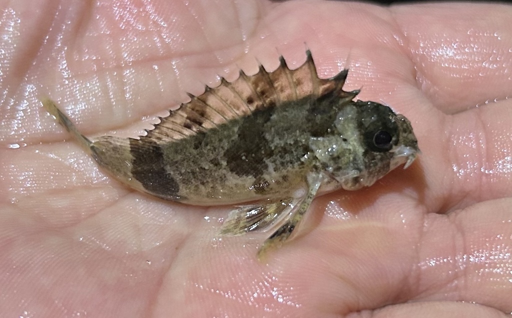Eastern Fortescue from South Pacific Ocean, The Entrance, NSW, AU on ...