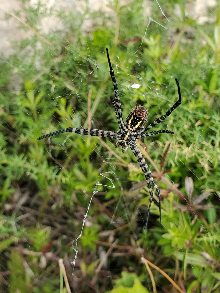 Banded Garden Spider from W94P+FR5, Rabat, Malta on April 15, 2023 at ...