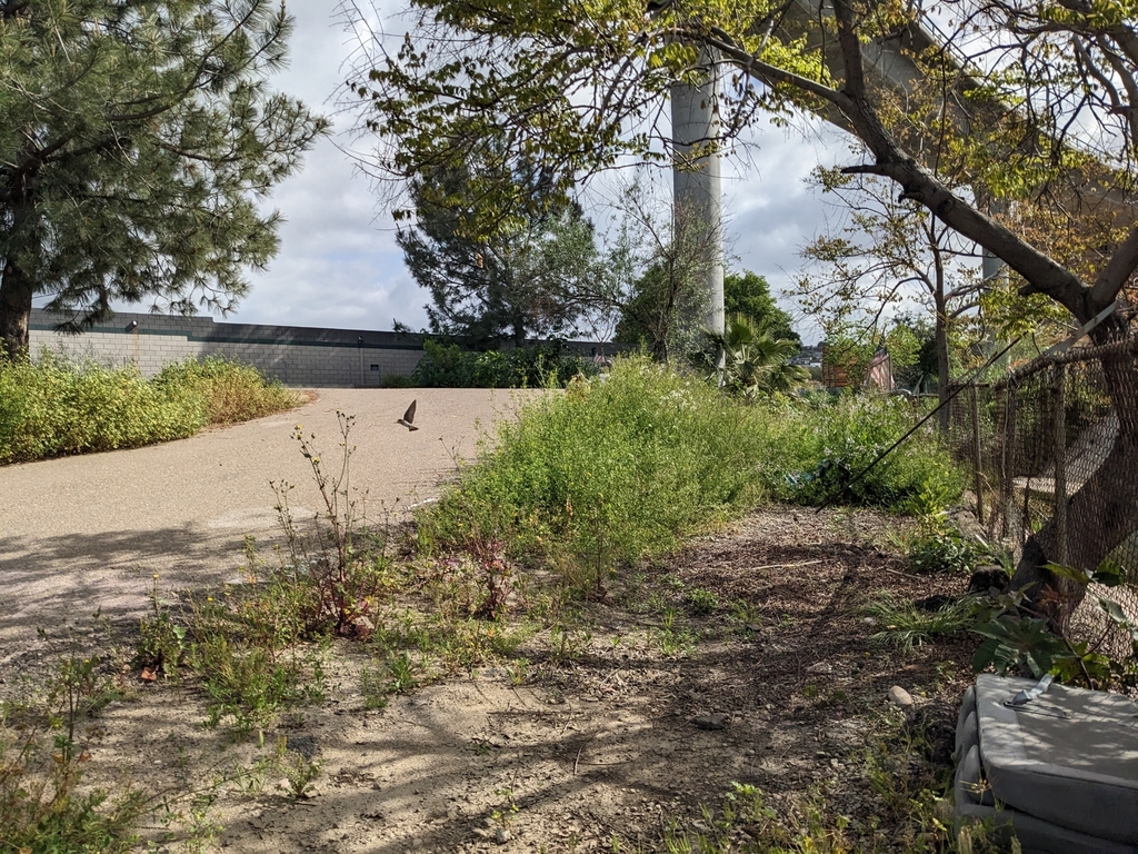 Northern Rough-winged Swallow from Grantville, San Diego, CA, USA on ...