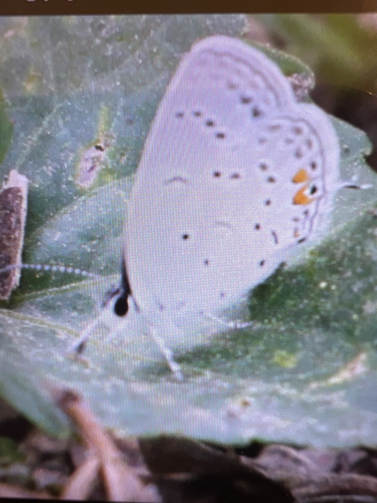 Eastern Tailed-Blue from Tower Grove Park, St. Louis, MO, US on April ...