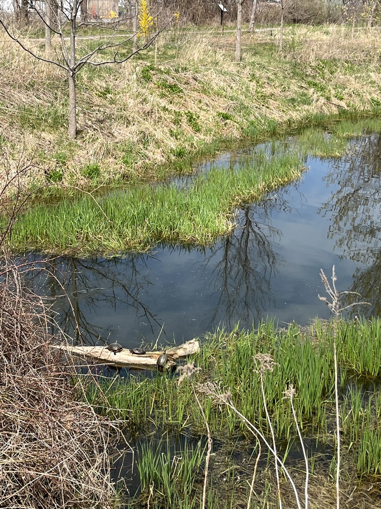 Painted Turtle from Glendale, Niagara on the Lake, ON, CA on April 15 ...
