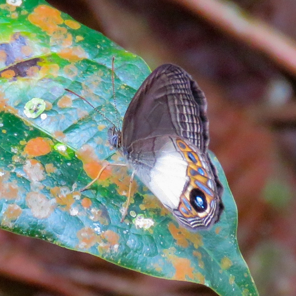 Splendeuptychia quadrina from Parauapebas on April 15, 2023 by Medina ...