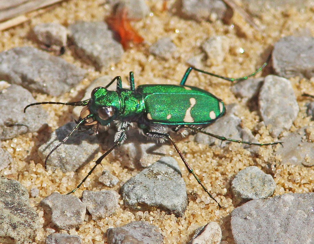 Northern Barrens Tiger Beetle from Fentress County, TN, USA on April 15 ...