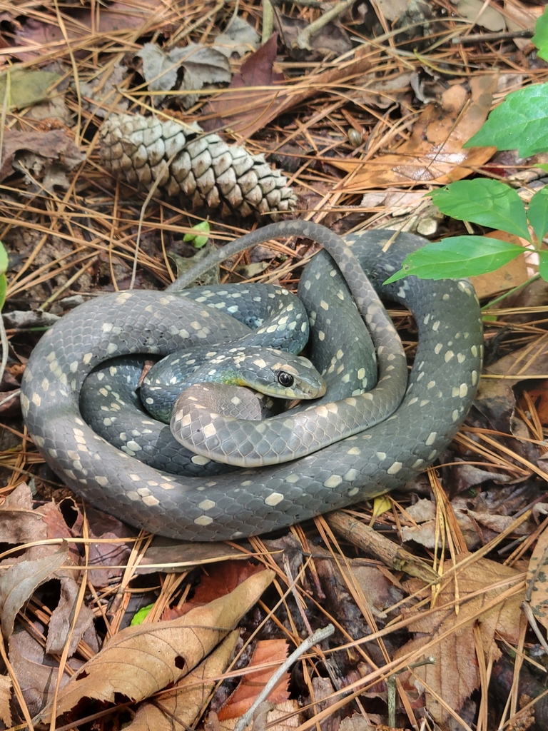Buttermilk Racer from Montgomery County, US-TX, US on April 15, 2023 at ...