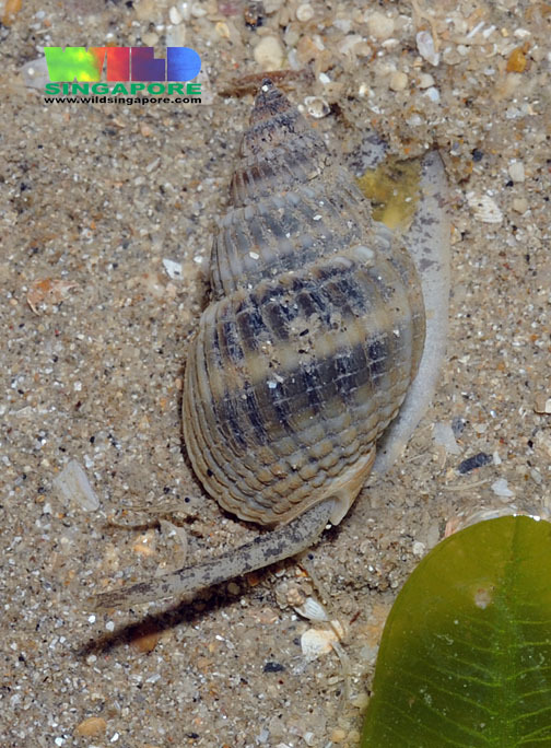 Nassa Mud Shell from Singapore Changi Airport, South East, Singapore on ...