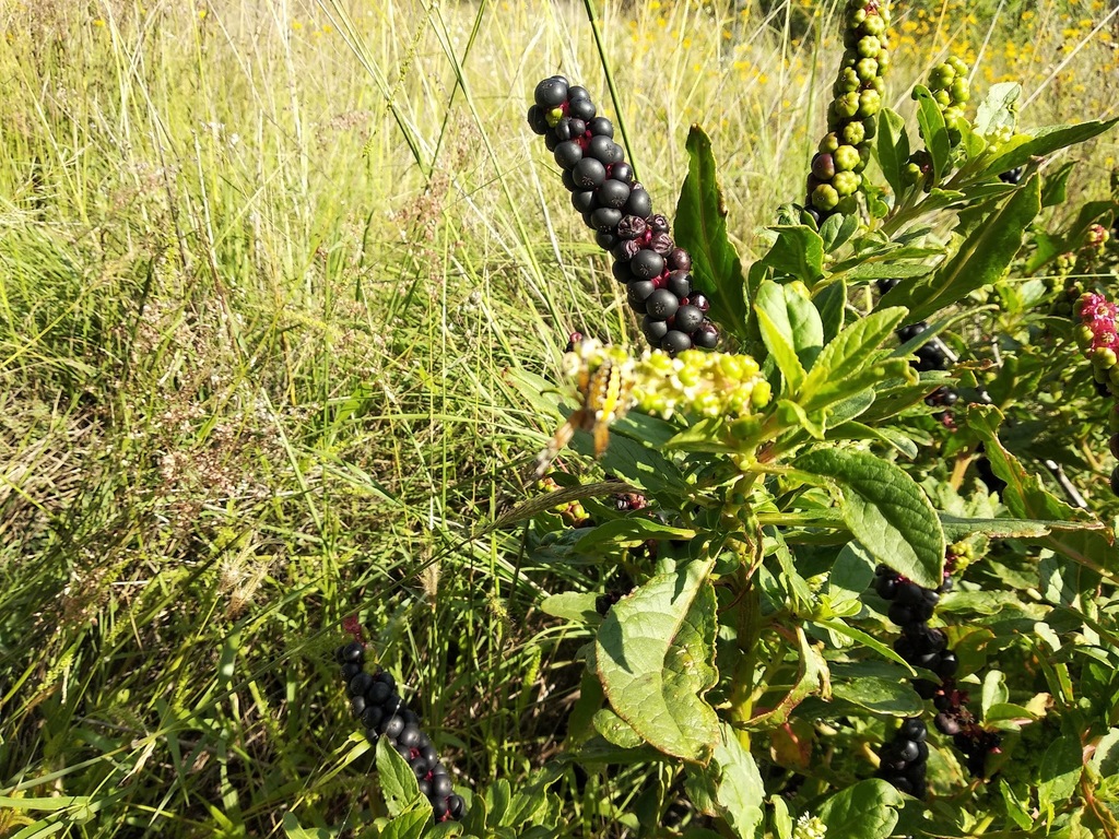 Tropical Pokeweed from Ocampo, Gto., México on September 21, 2018 at 10 ...