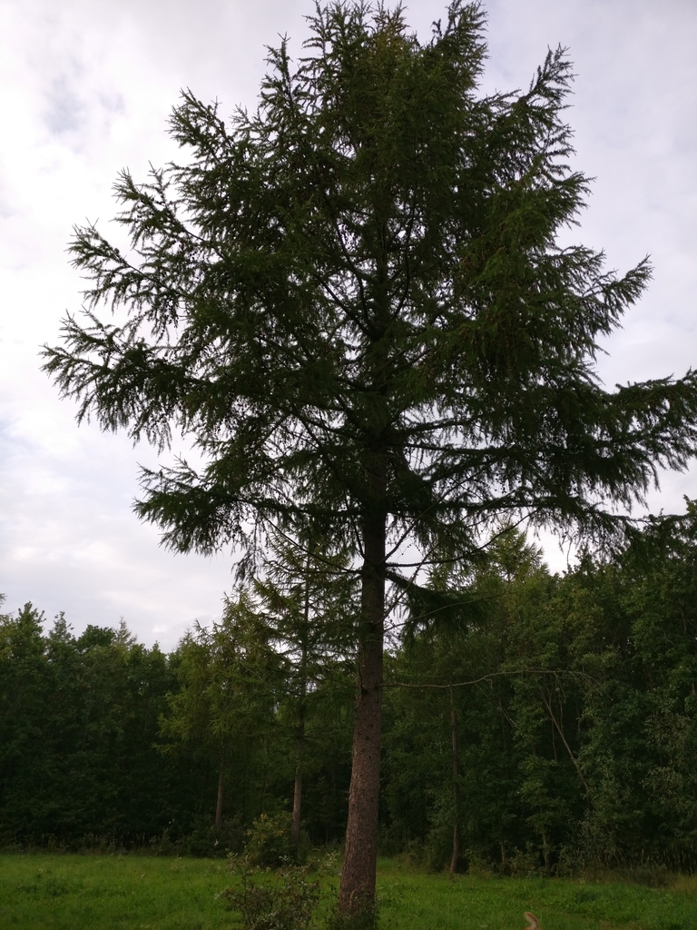 European larch from Dragør, DK-HS, DK on September 16, 2018 at 12:12 PM ...