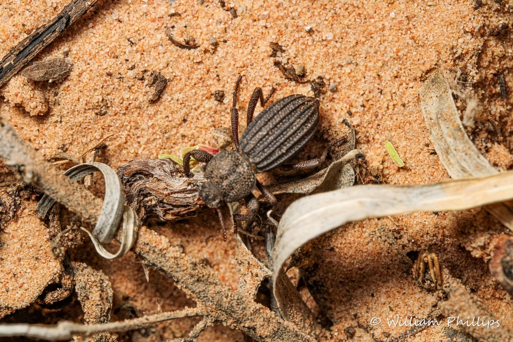 Darkling Beetles from Red Rock Canyon National Conservation Area, Las ...