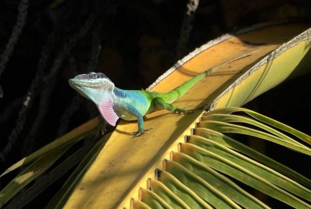 Allison's Anole from Moron, Cuba on April 05, 2023 at 08:51 AM by Peter ...