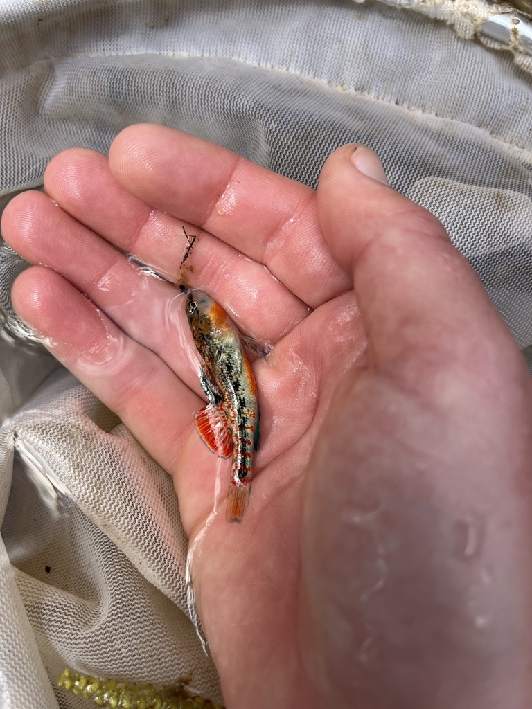Orangethroat Darter from St. Francois State Park, Bonne Terre, MO, US ...